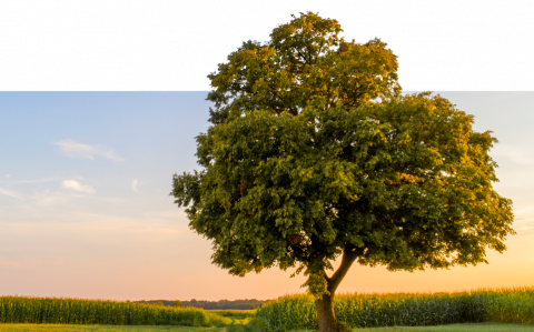 Terrapass: Verified Carbon Credits to Offset Carbon